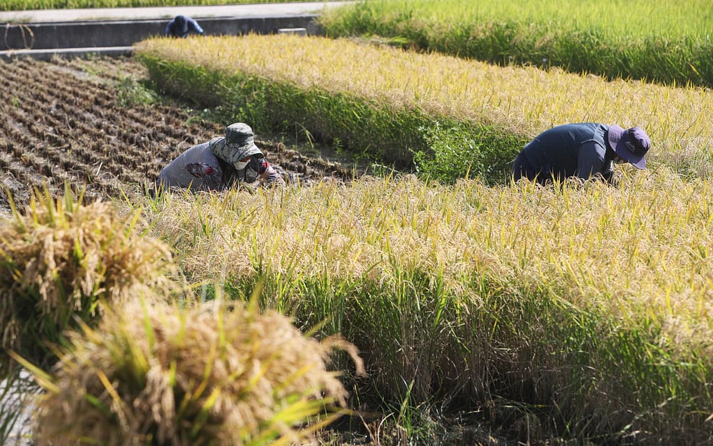 Farmers struggle with dearth of foreign workers during harvest