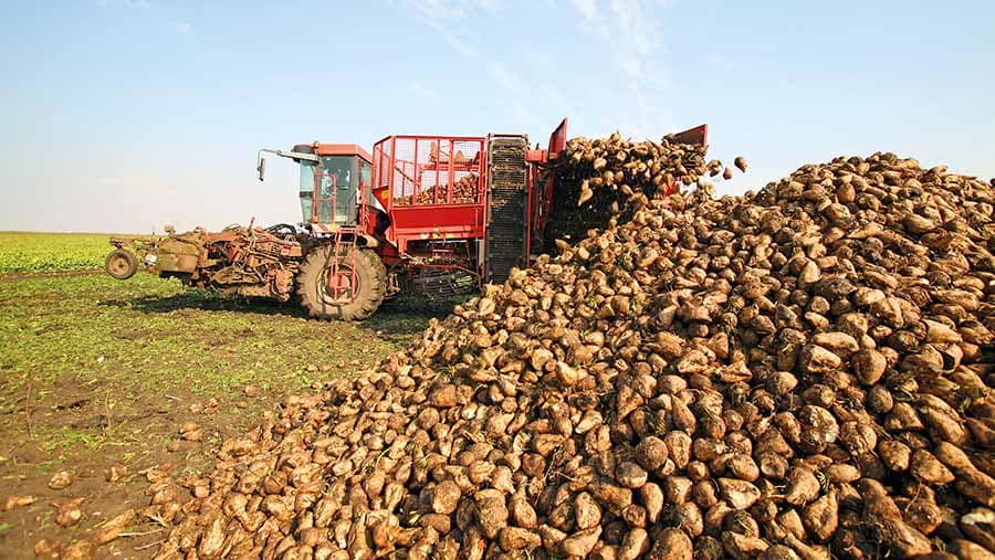 Advice On Clamping Sugar Beet For Optimal Harvest Storage