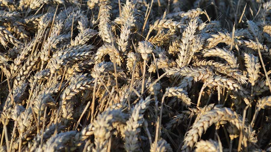 How to grow a winter wheat crop yielding 15t/ha - Agricial.com